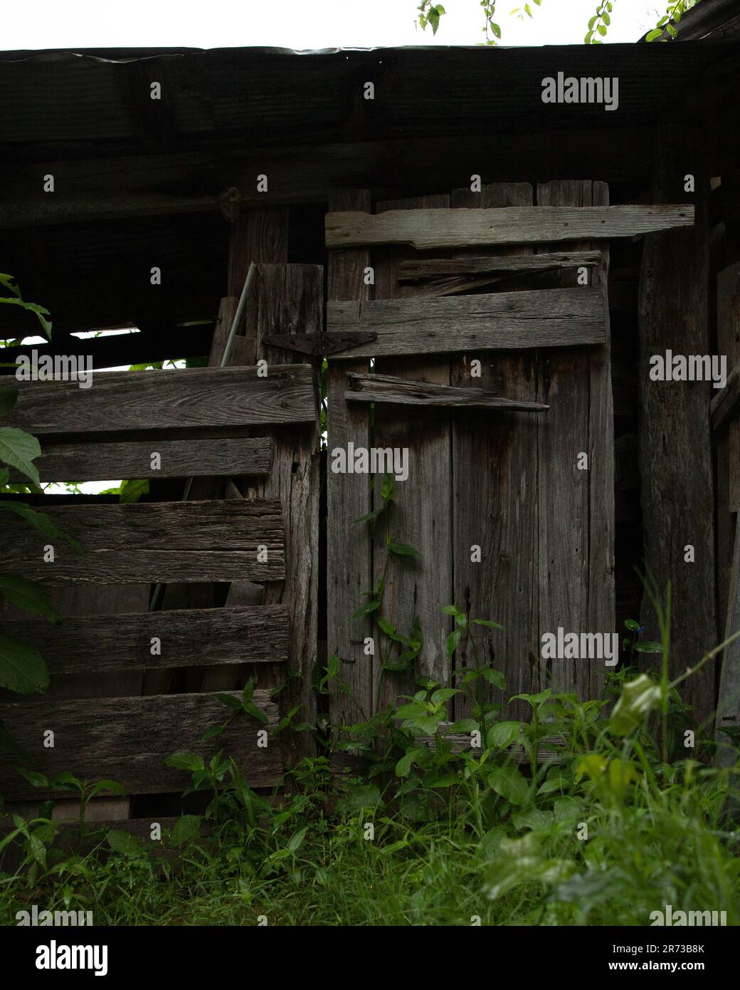 An aged wooden privy is positioned in a meadow of lush green vegetation ...