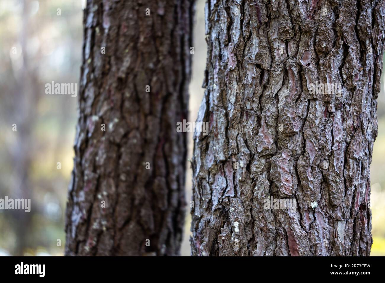 Two tree trunks Stock Photo - Alamy
