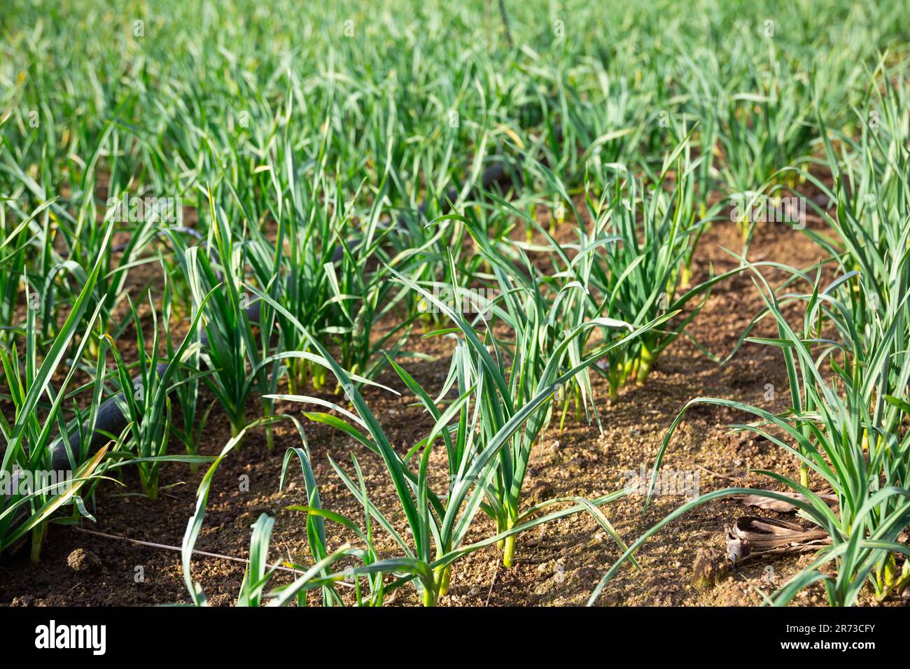 Rows of harvest of garlic on farm field Stock Photo - Alamy