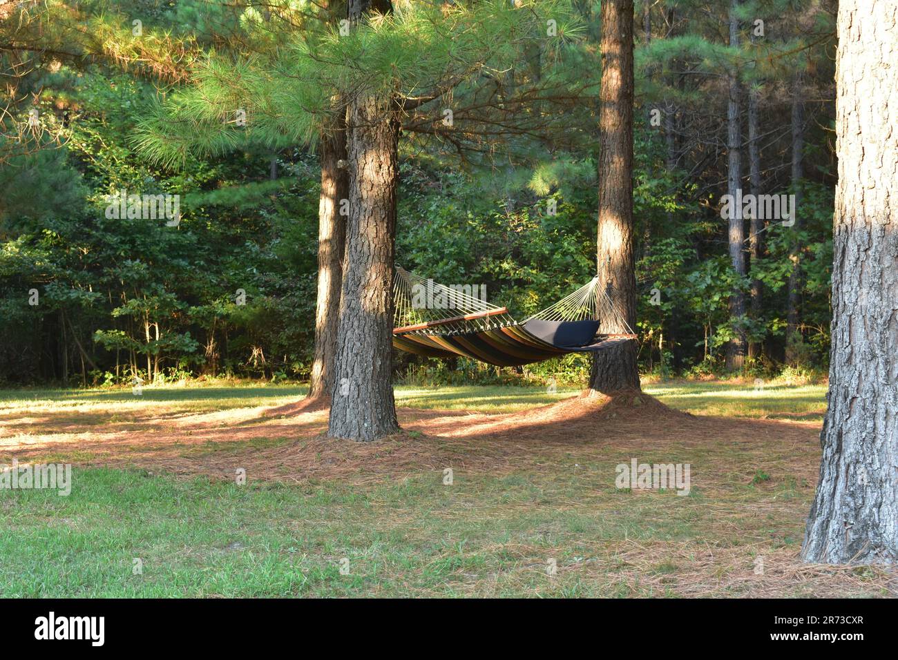A picture of peace and relaxation. A hammock between two pine trees ...