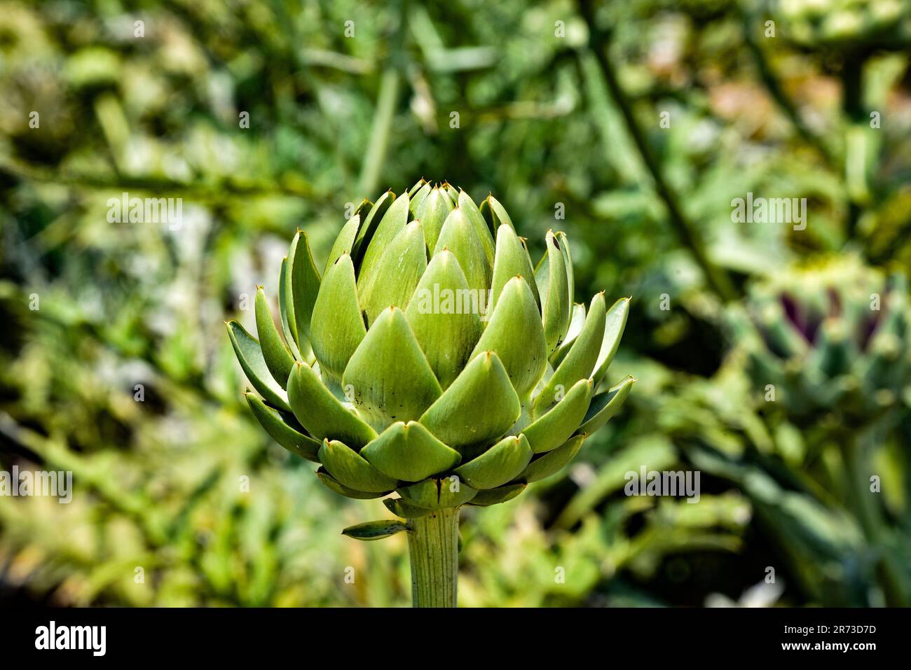 3334bpfk hi-res stock photography and images - Alamy