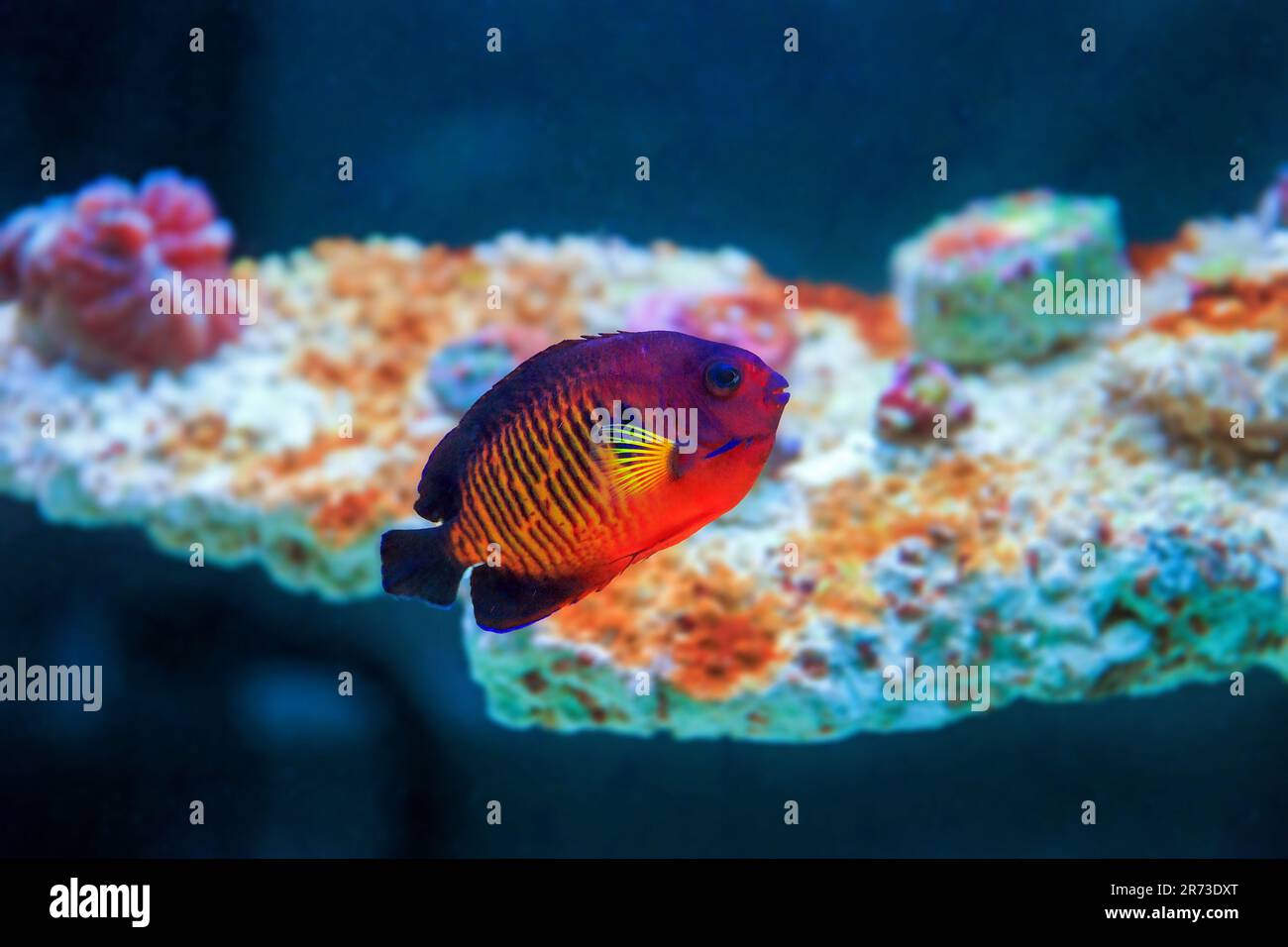 CORAL BEAUTY ANGEL FISH - (CENTROPYGE BISPINOSA Stock Photo - Alamy