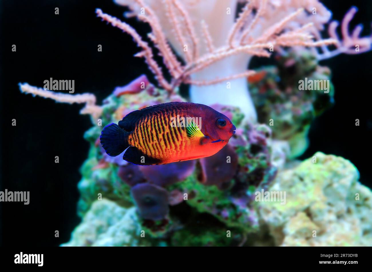 CORAL BEAUTY ANGEL FISH - (CENTROPYGE BISPINOSA Stock Photo - Alamy