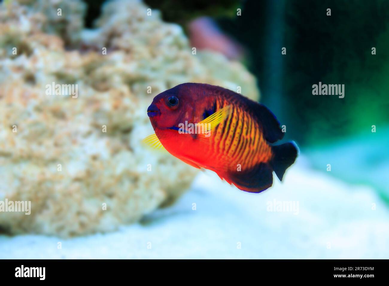 CORAL BEAUTY ANGEL FISH - (CENTROPYGE BISPINOSA Stock Photo - Alamy