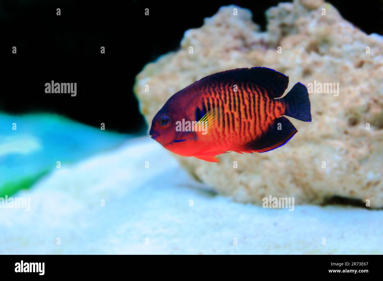Angel fish coral hi-res stock photography and images - Alamy