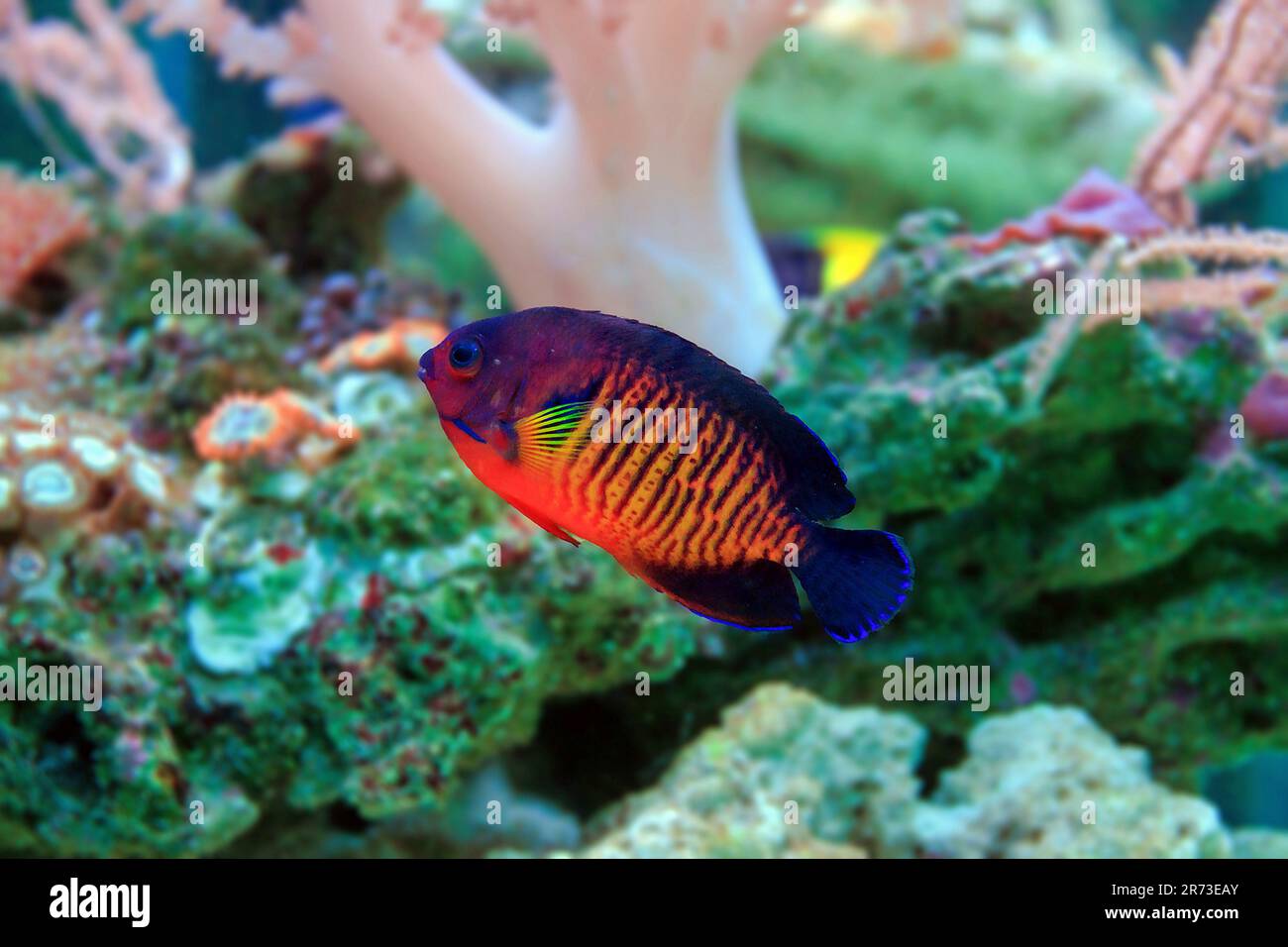 Angel fish hi-res stock photography and images - Alamy