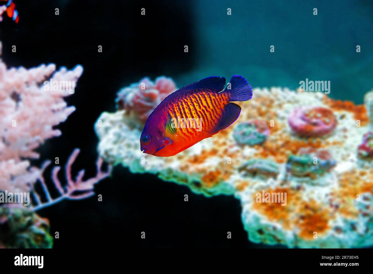 Angelfish fiji hi-res stock photography and images - Alamy