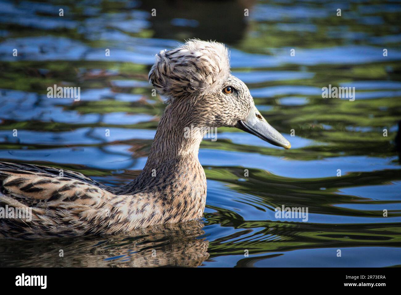 Elegant animals hi-res stock photography and images - Alamy