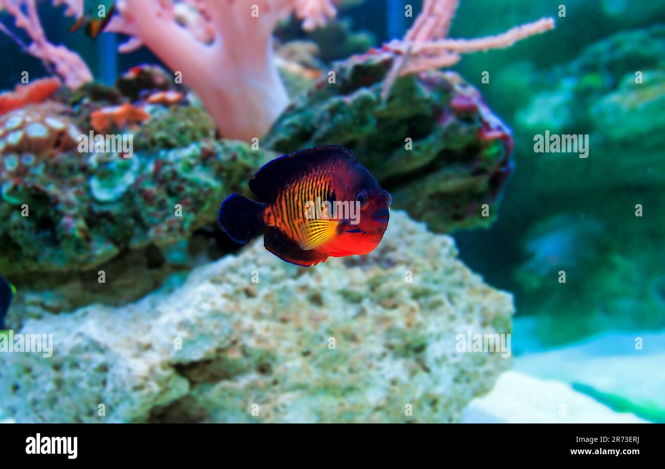 CORAL BEAUTY ANGEL FISH - (CENTROPYGE BISPINOSA Stock Photo - Alamy