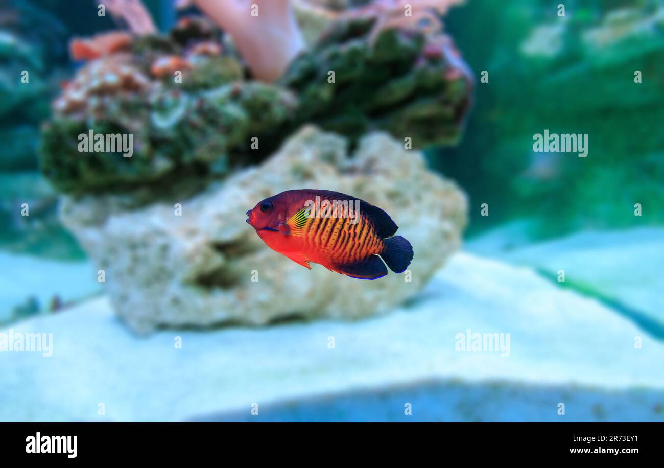 Angel fish fin hi-res stock photography and images - Alamy