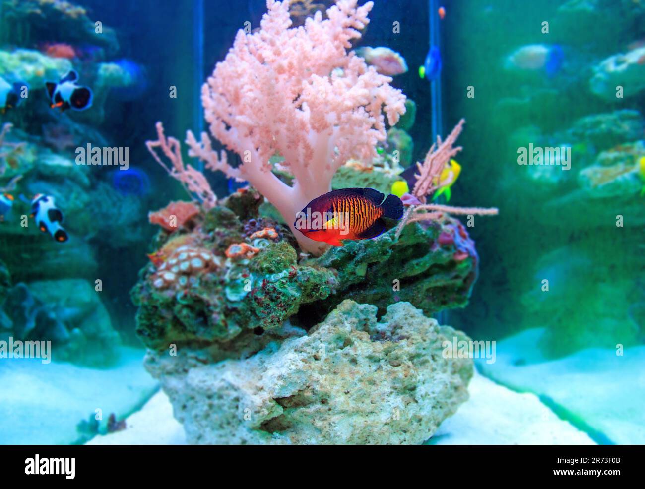 CORAL BEAUTY ANGEL FISH - (CENTROPYGE BISPINOSA Stock Photo - Alamy