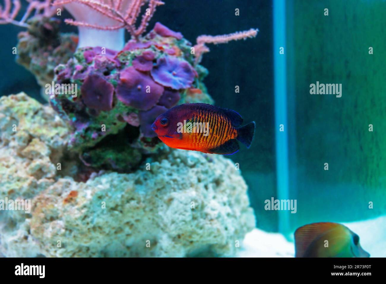 CORAL BEAUTY ANGEL FISH - (CENTROPYGE BISPINOSA Stock Photo - Alamy