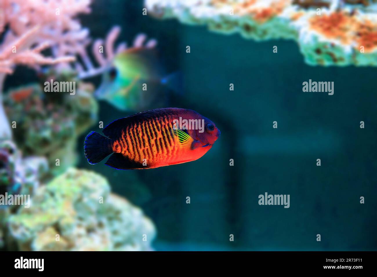 CORAL BEAUTY ANGEL FISH - (CENTROPYGE BISPINOSA Stock Photo - Alamy