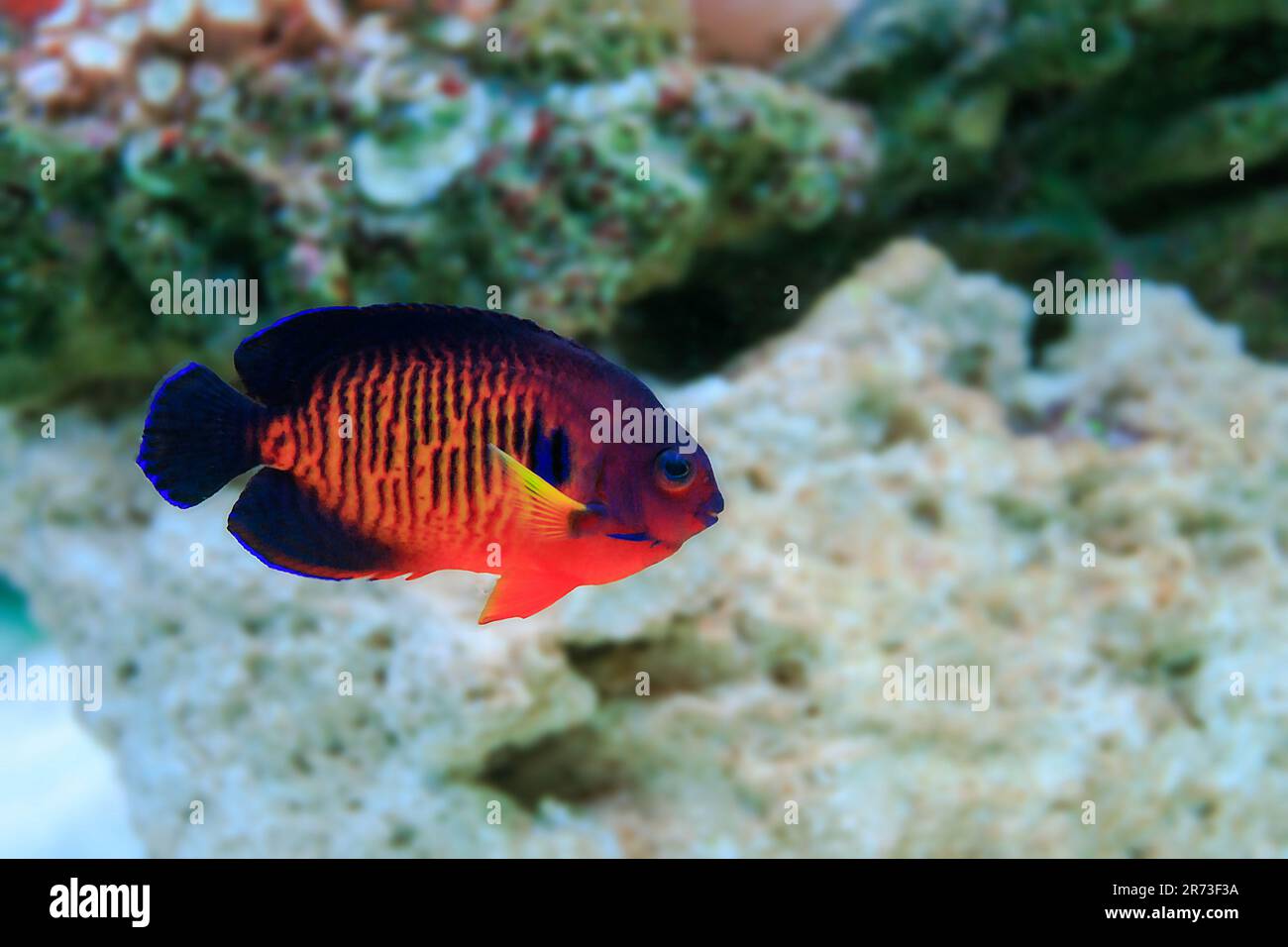 CORAL BEAUTY ANGEL FISH - (CENTROPYGE BISPINOSA Stock Photo - Alamy