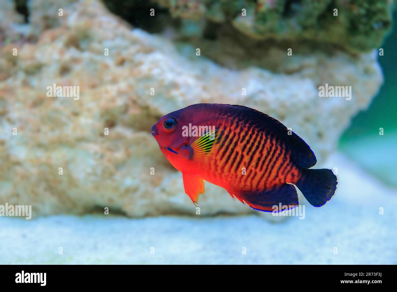CORAL BEAUTY ANGEL FISH - (CENTROPYGE BISPINOSA Stock Photo - Alamy