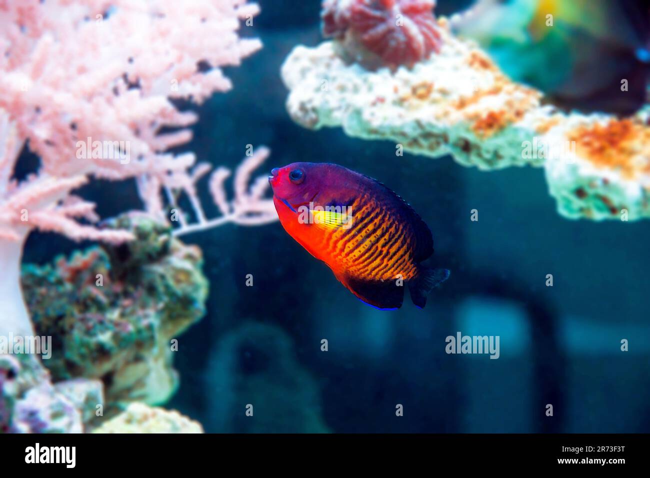 Angel fish fin hi-res stock photography and images - Alamy