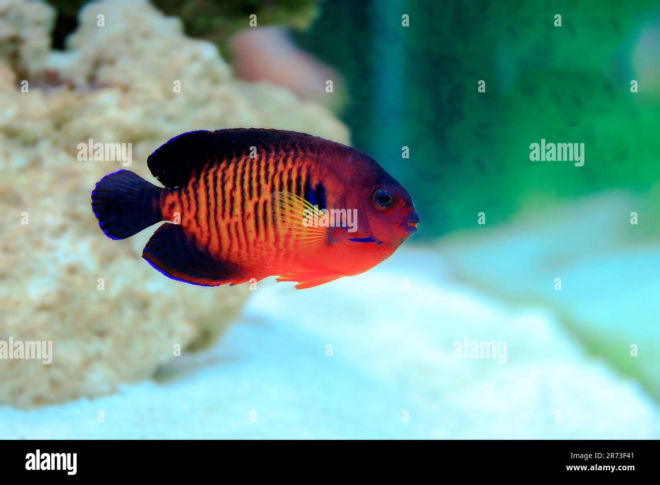 CORAL BEAUTY ANGEL FISH - (CENTROPYGE BISPINOSA Stock Photo - Alamy