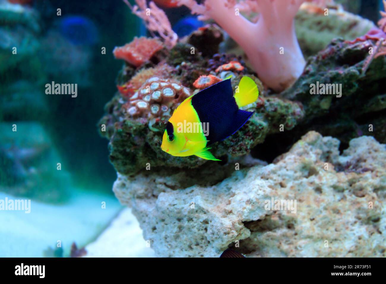 Yellow and blue angel fish hi-res stock photography and images - Alamy