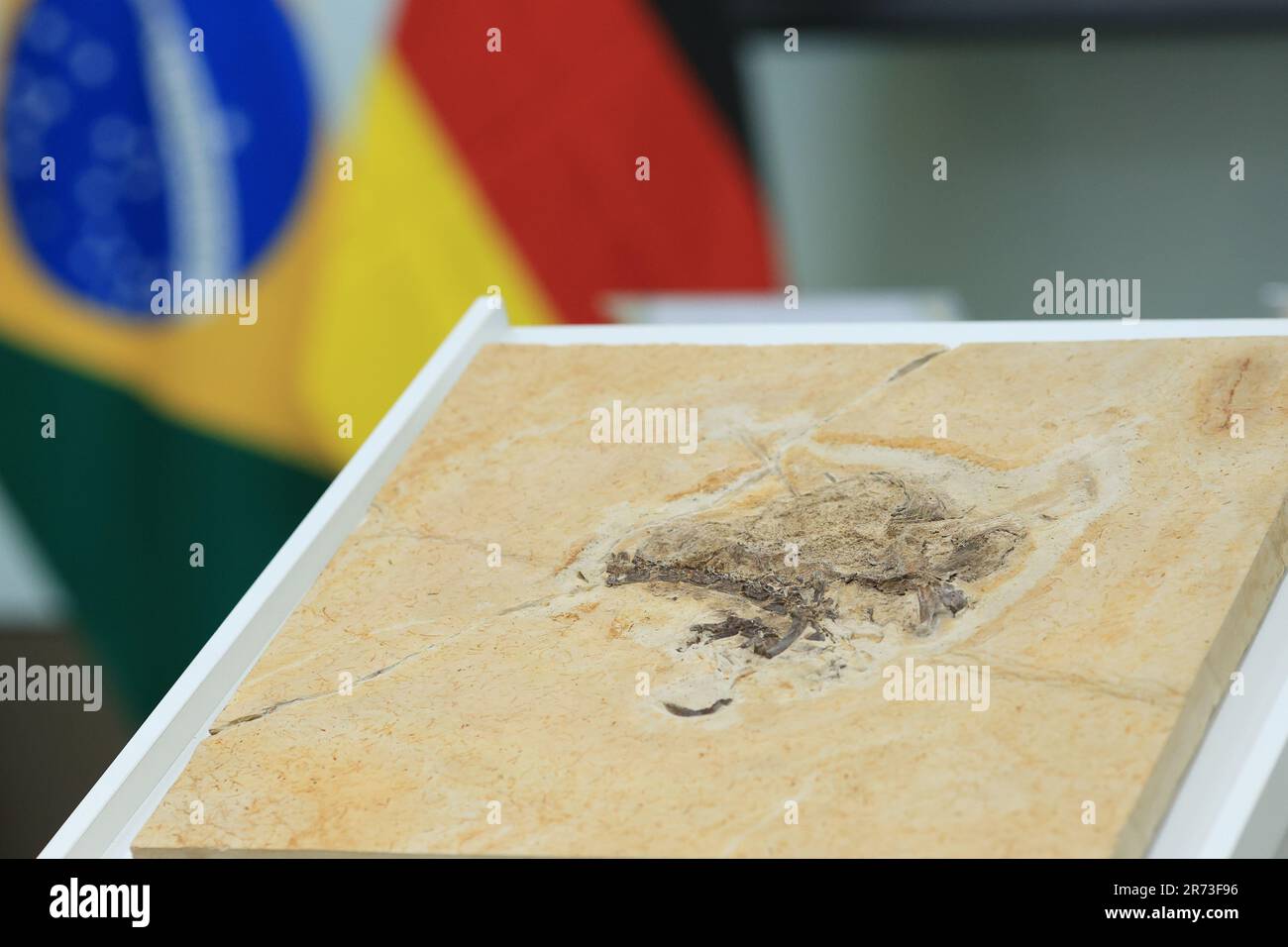 Brasilia, Brazil. 12th June, 2023. The dinosaur fossil of Ubirajara ...