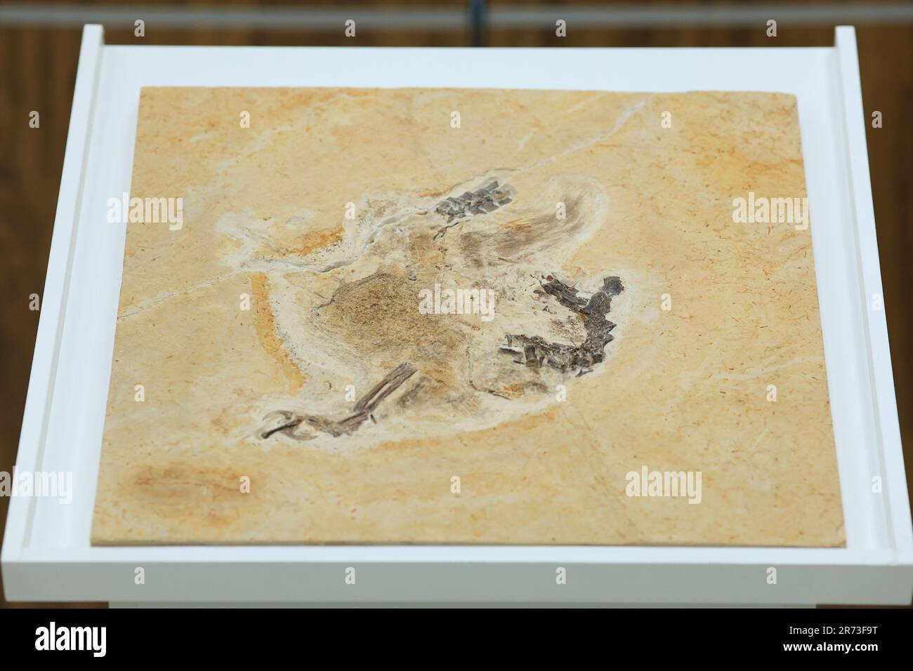 Brasilia, Brazil. 12th June, 2023. The dinosaur fossil of Ubirajara ...