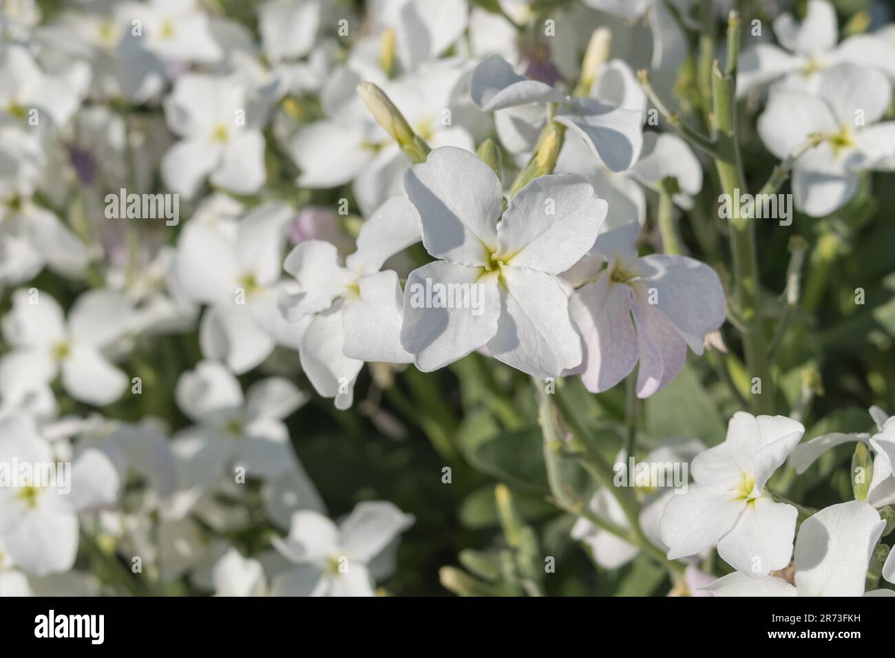 Stock flower hi-res stock photography and images - Alamy