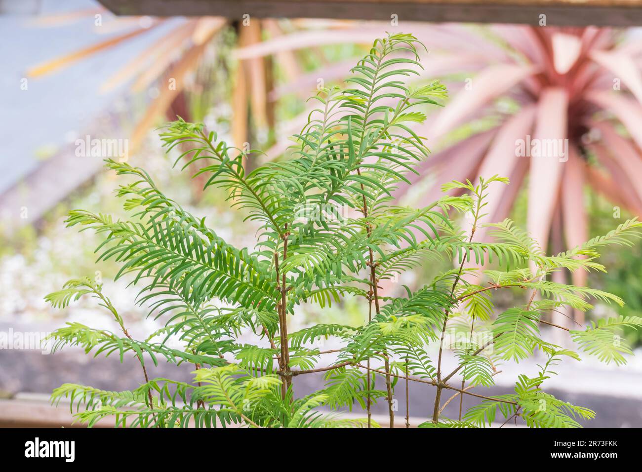 dawn redwood bonsai close up indoor in a greenhouse Metasequoia ...