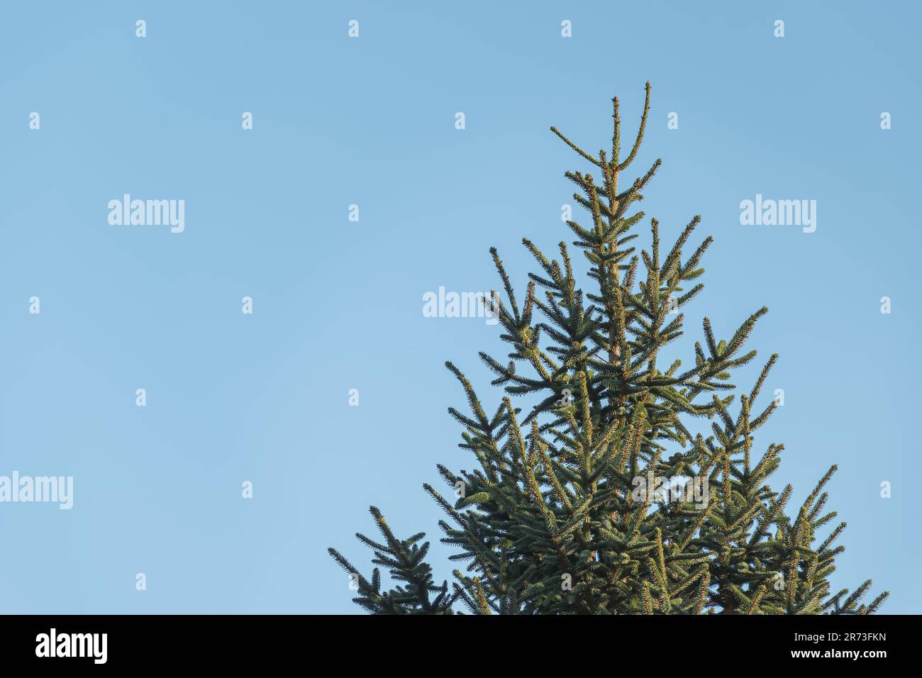 Picea abies tree hi-res stock photography and images - Alamy