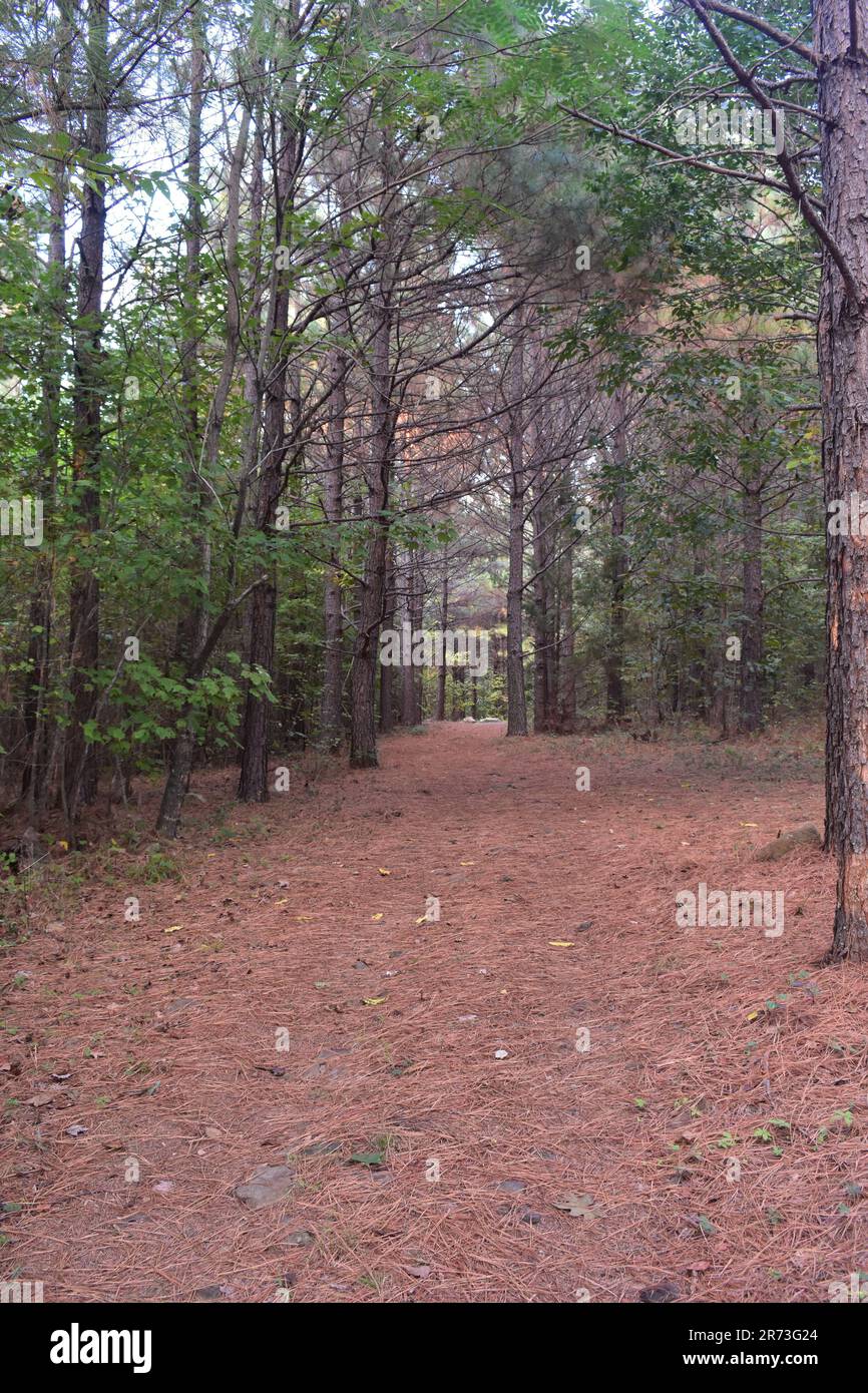 A trail through the pine trees is like an invitation to explore the ...