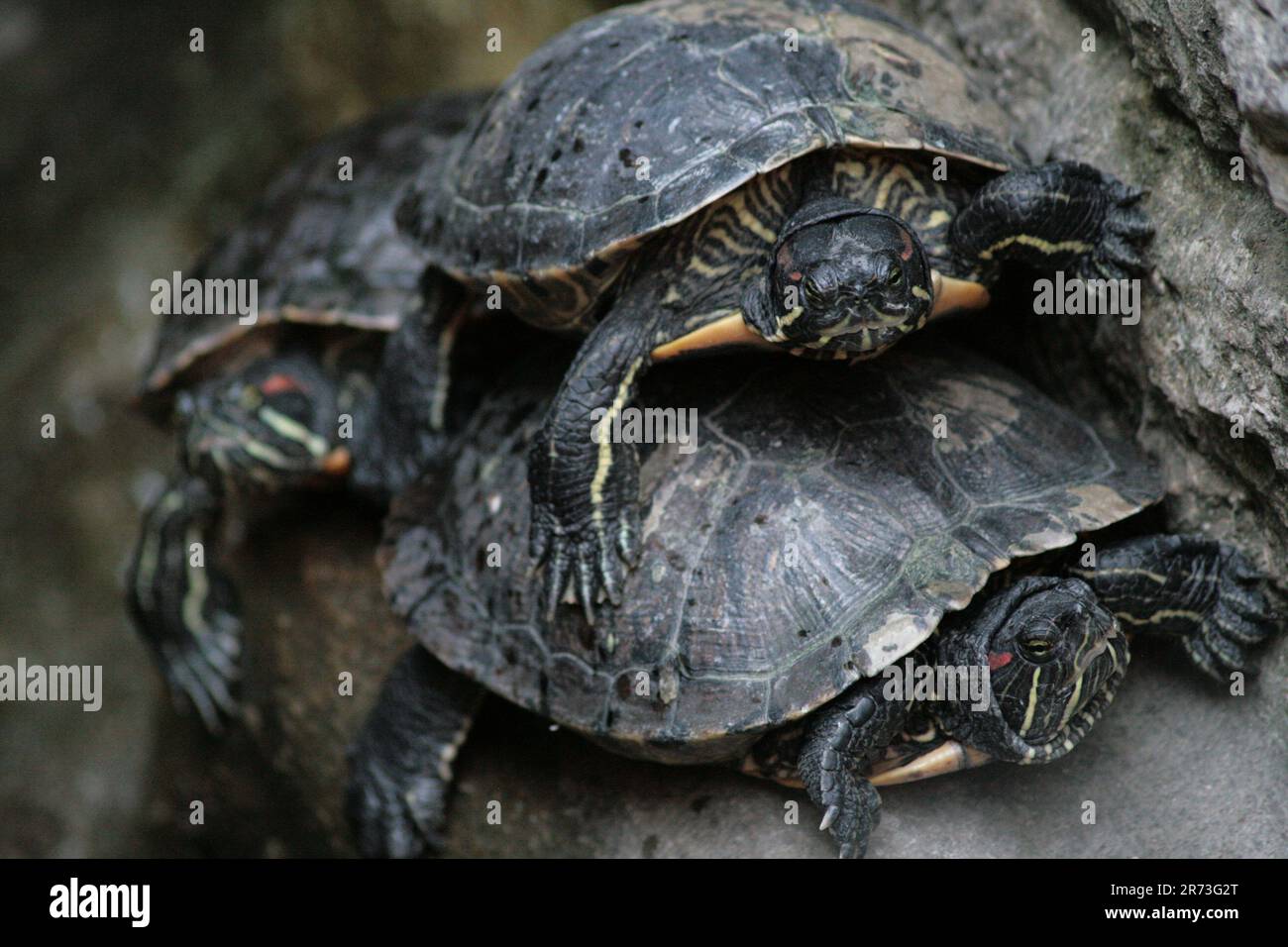 Three red-eared slider turtles sitting atop a gray rock, all with their ...