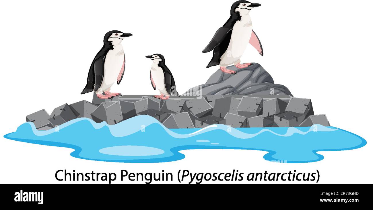 Chinstrap penguin cartoon on the rock illustration Stock Vector Image ...