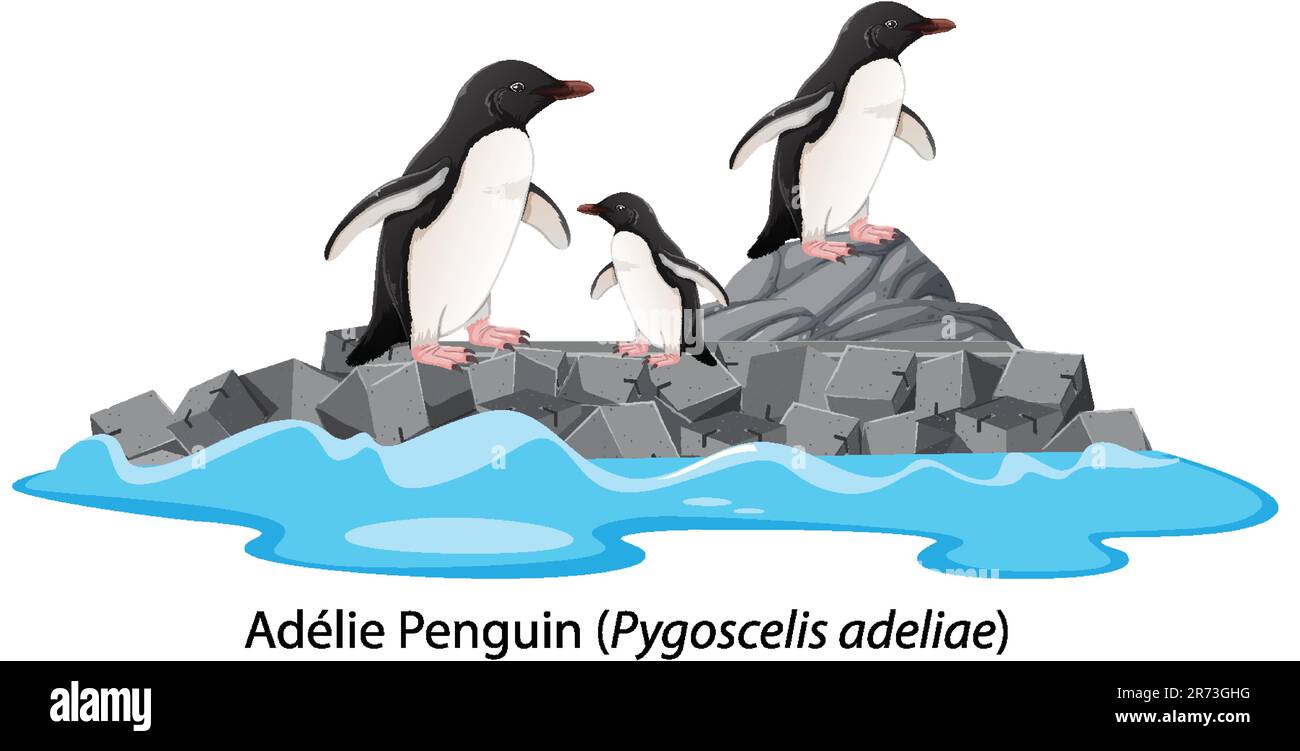 Adelie penguin cartoon on the rock illustration Stock Vector Image ...