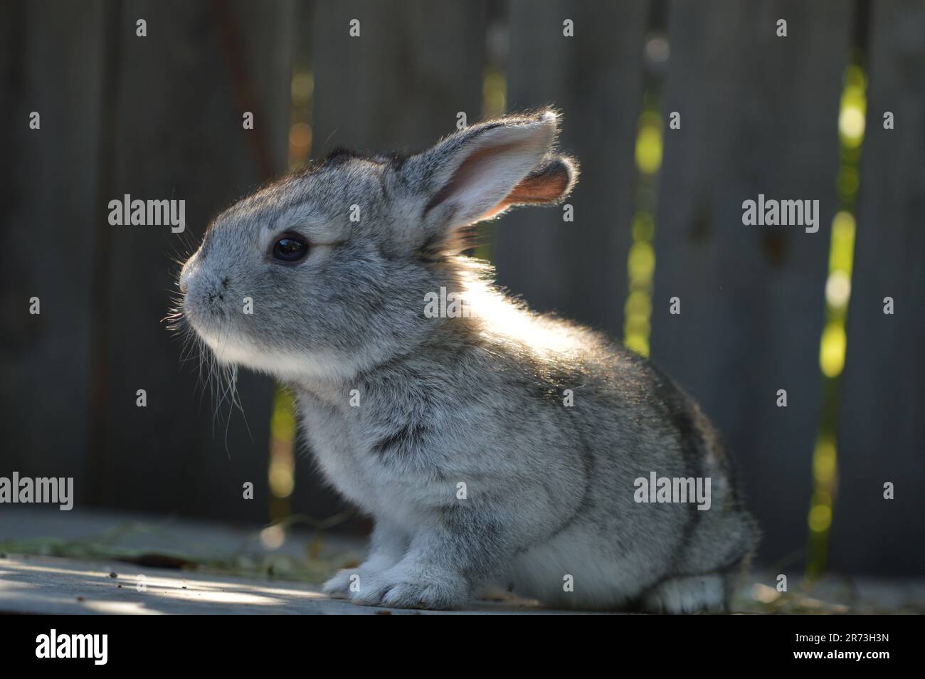 Rabbit baby animals cute hi-res stock photography and images - Alamy