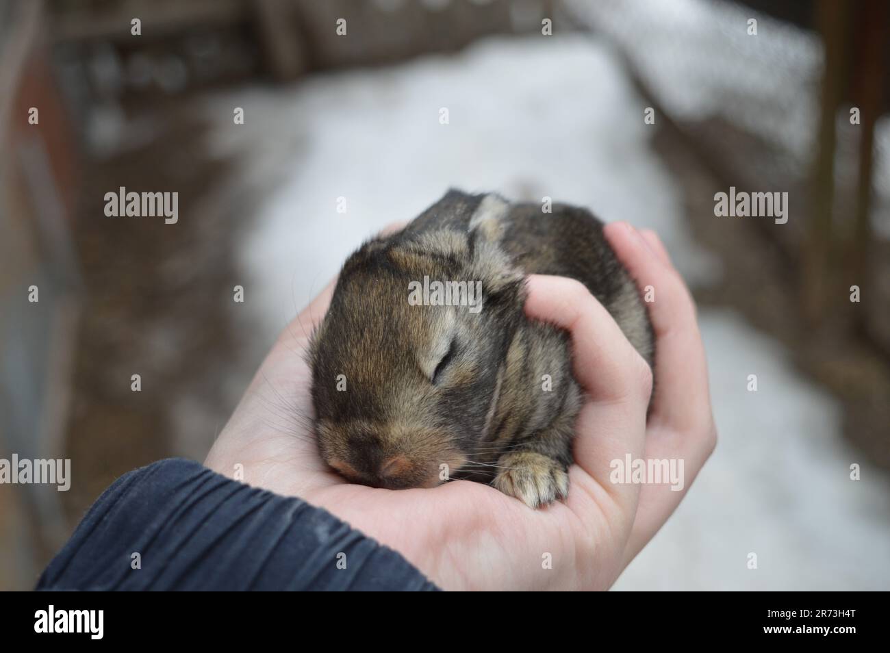 Rabbit baby animals cute hi-res stock photography and images - Alamy