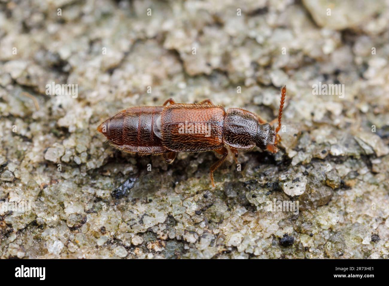 Rove beetles hi-res stock photography and images - Alamy