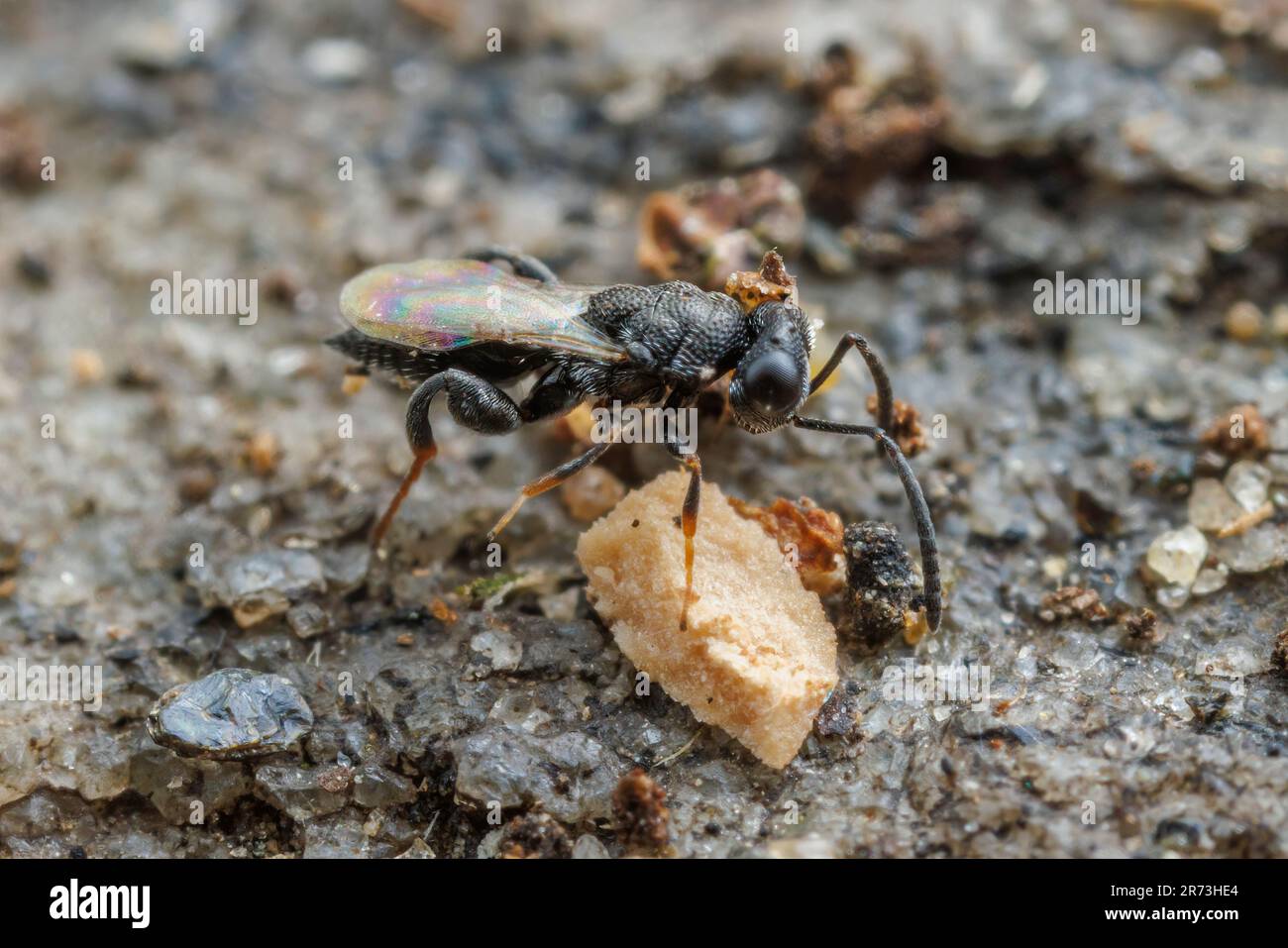 Chalcidids hi-res stock photography and images - Alamy