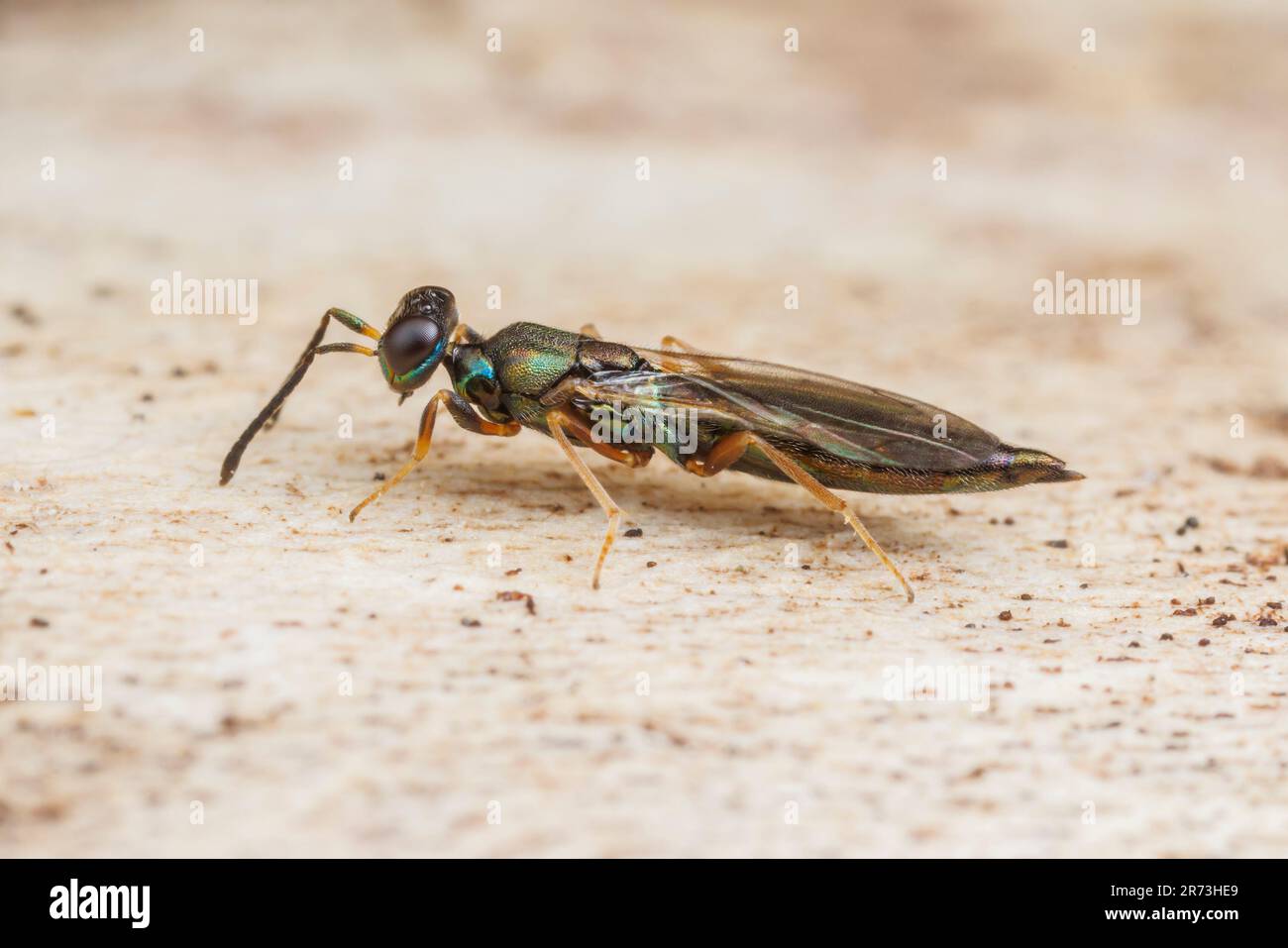 Eupelmid Wasp (Calosota sp.) - Female Stock Photo - Alamy