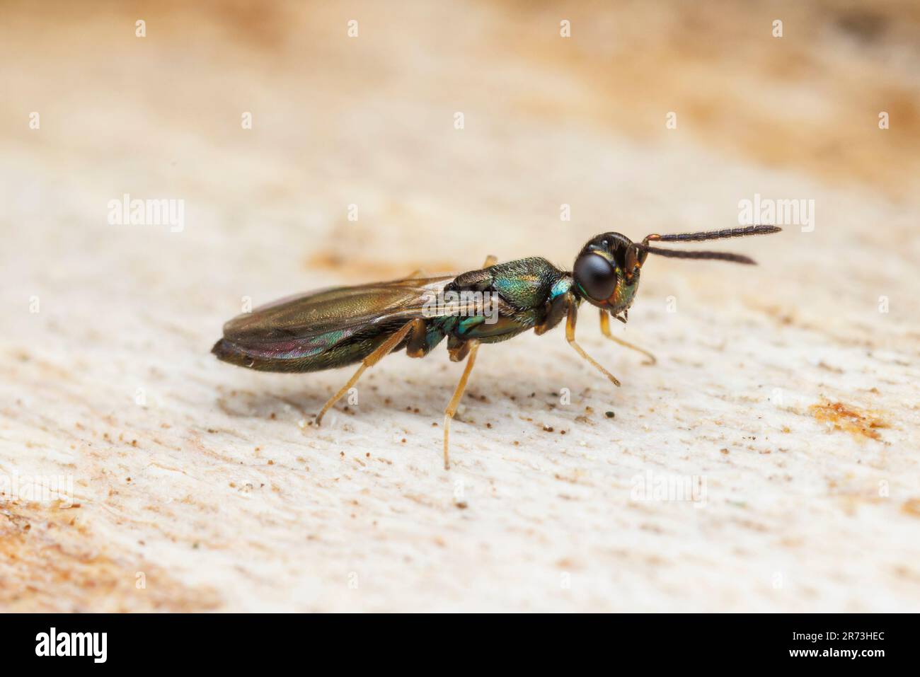 Eupelmid Wasp (Calosota sp.) - Male Stock Photo - Alamy