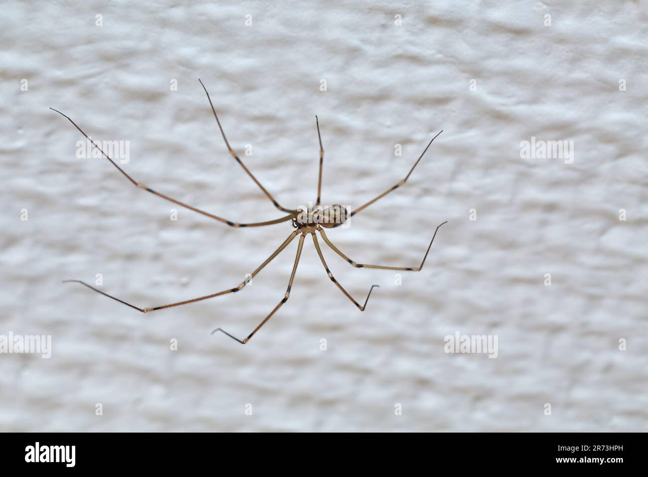 Spider on the wall Stock Photo - Alamy