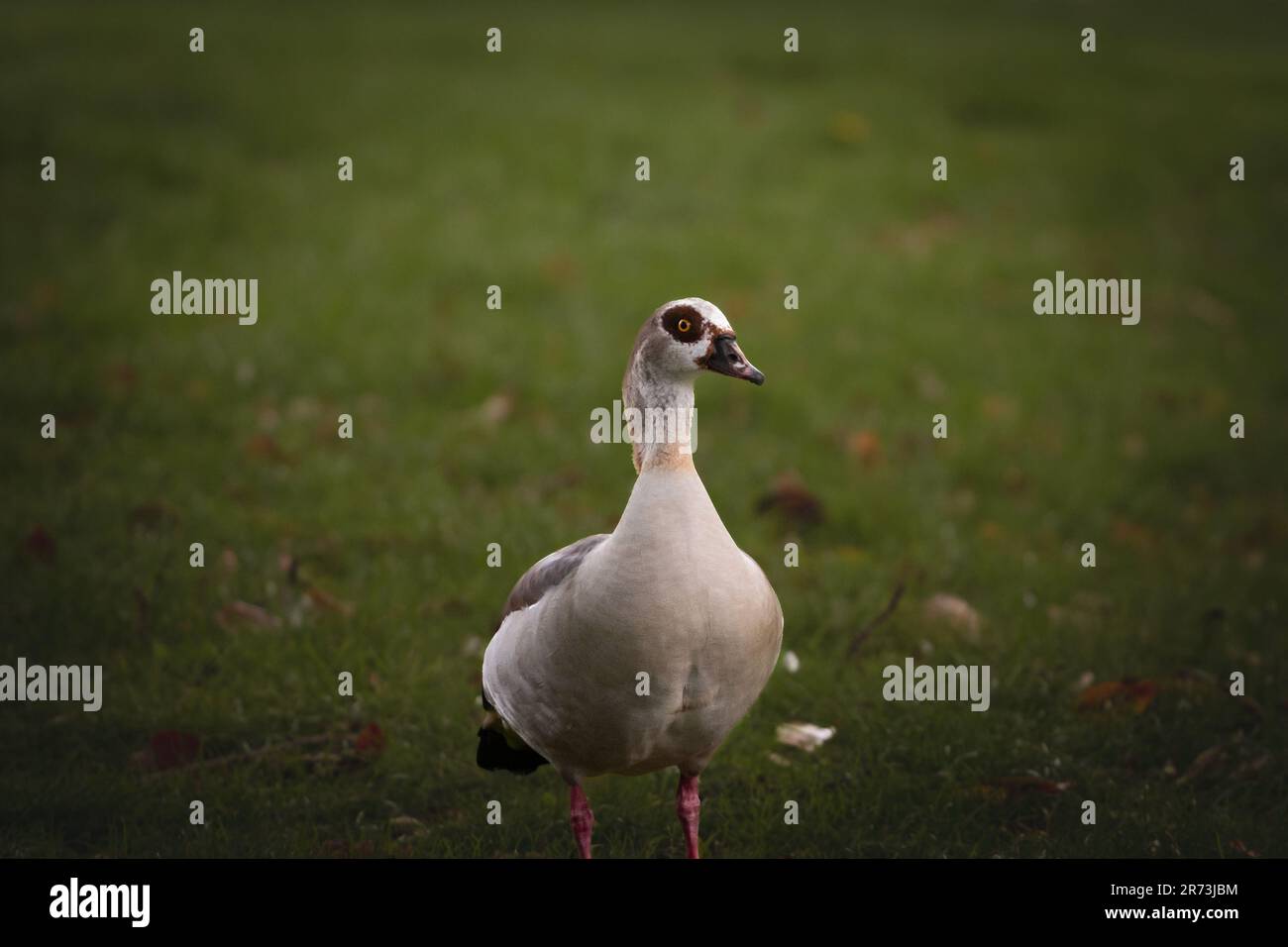 German duck breed hi-res stock photography and images - Alamy