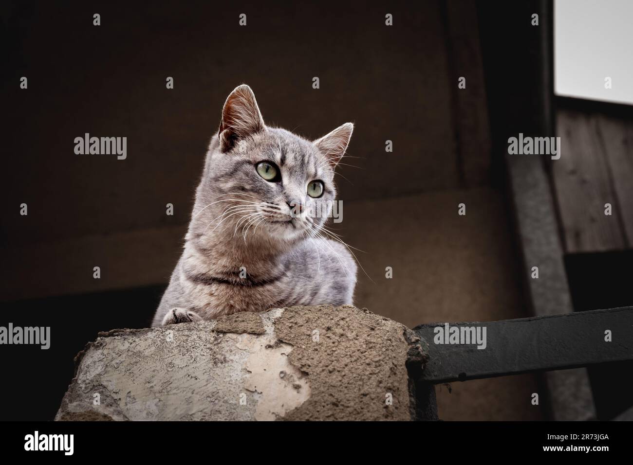 Picture of a stray grey cat, standing at the top of a wall Stock Photo ...
