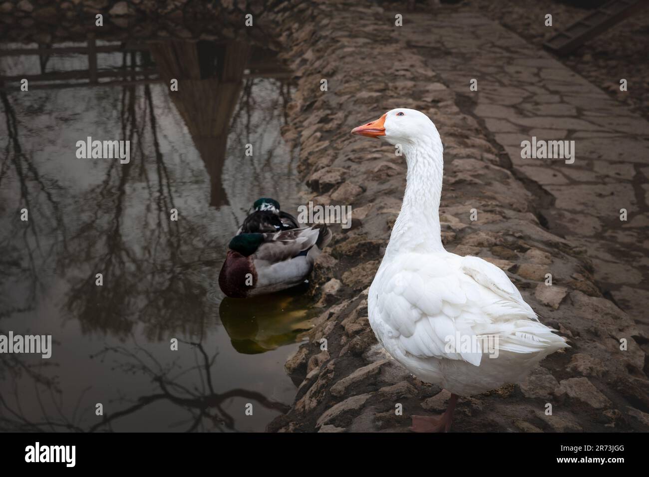 Picture of a white goose,by a pond in a farm. Domestic geese, in latin ...