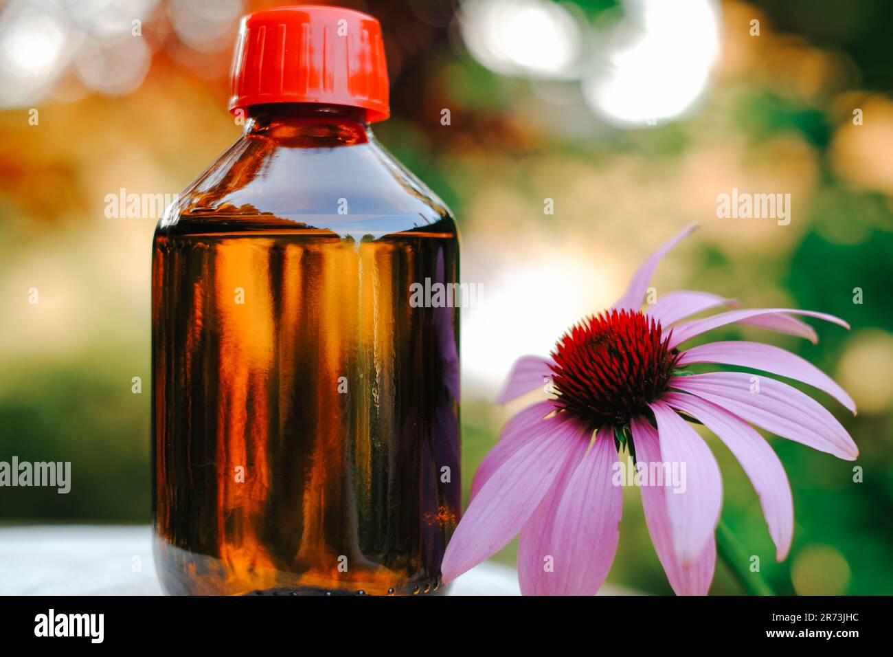 echinacea purpurea extract.Echinacea tincture.Herbal medicinal ...