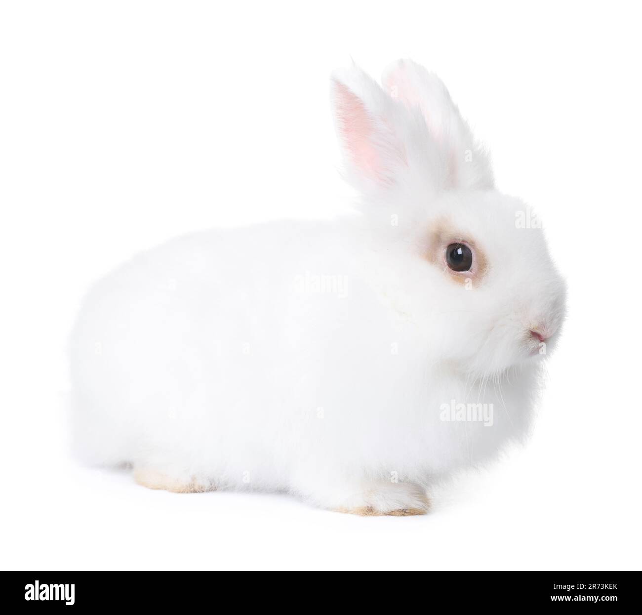 Fluffy rabbit on white background. Cute pet Stock Photo - Alamy