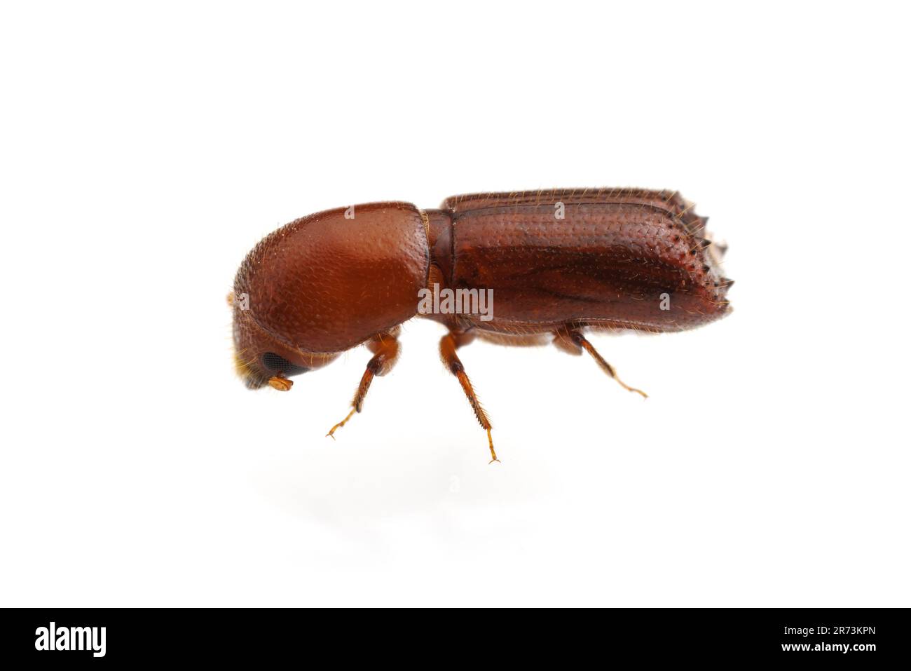 Bark Beetle (Xyleborus celsus), isolated on white background Stock ...