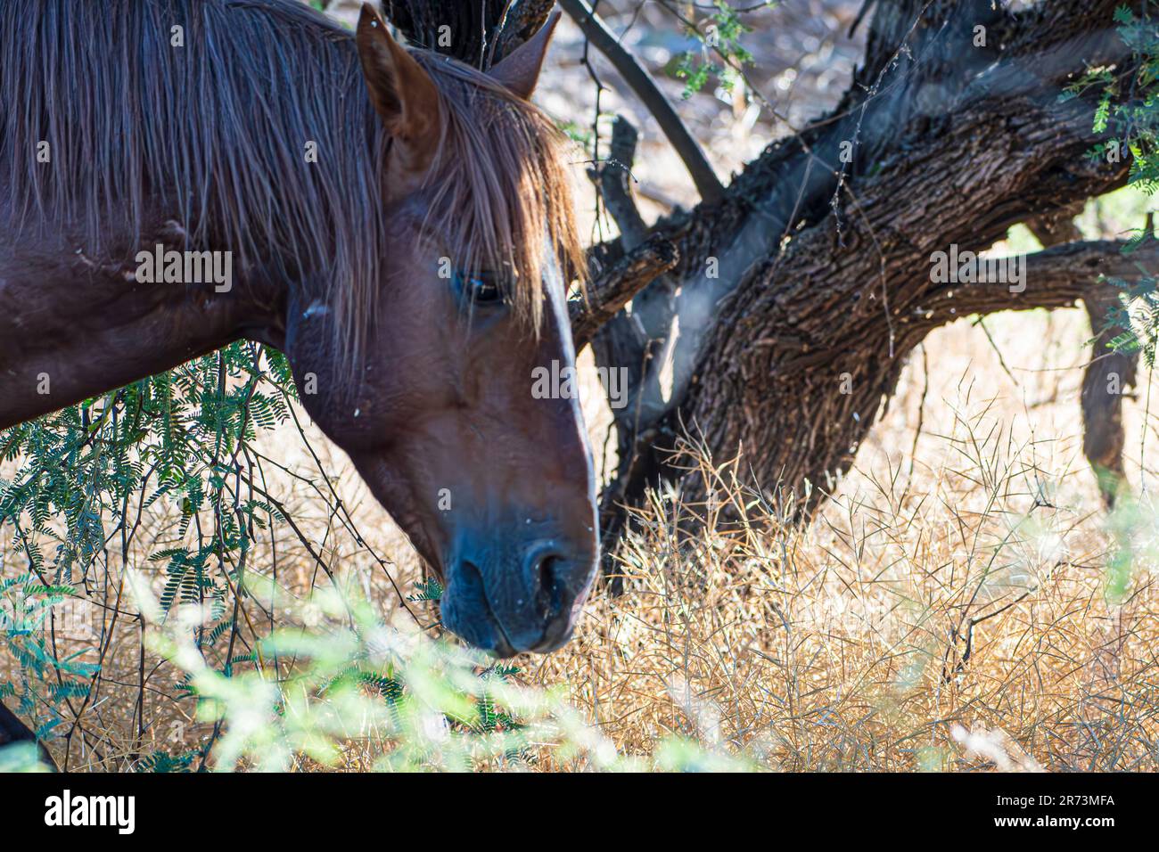Making An Appearance Stock Photo - Alamy