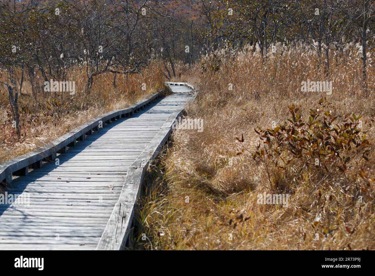 Wetland path hi-res stock photography and images - Alamy