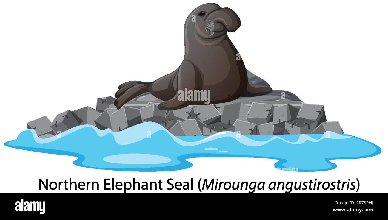 Northern elephant seal on isolated rock island illustration Stock ...