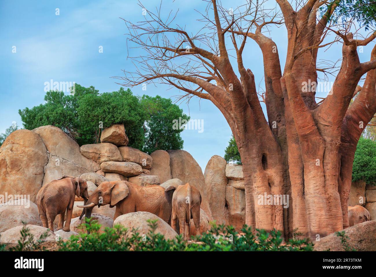 Group of elephants in savanna . African wild nature with animals Stock ...