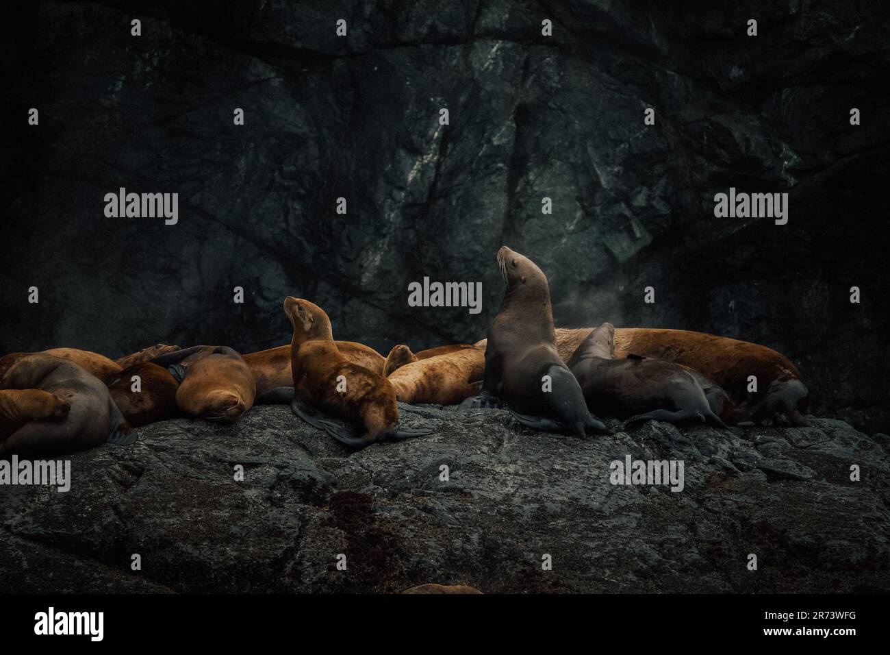 Sea lions basking on a rock Stock Photo - Alamy