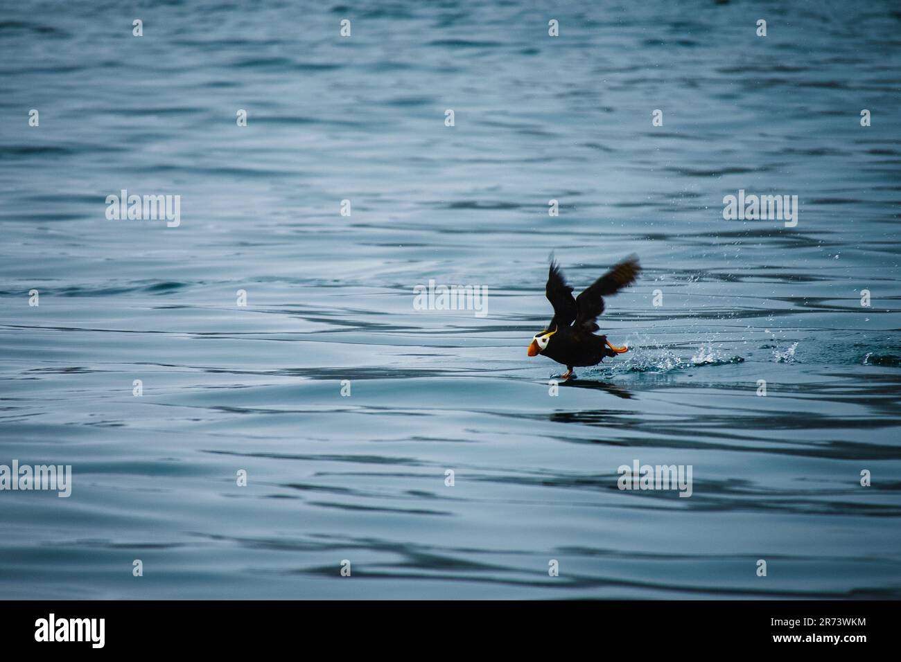 Puffin running on water before taking flight Stock Photo - Alamy